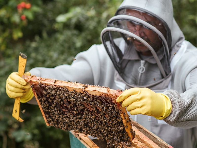 Essential Beekeeping Equipment for Beginners - Hotel furniture